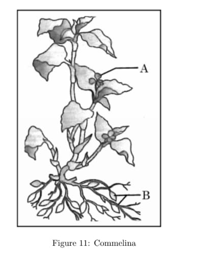 CBSE Class 12 Biology set 1 Question Paper Pdf - Check Solutions with ...